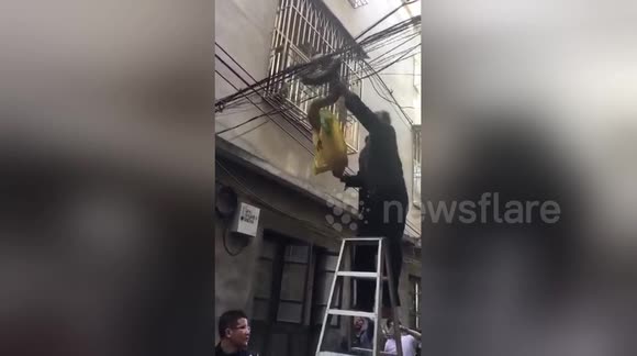 Villager catches three-metre-long python twisting on wires - Buy, Sell ...