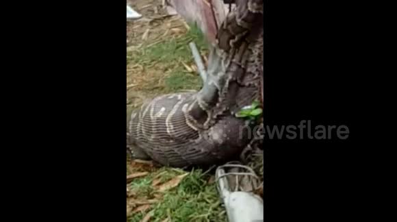 Villagers try to catch python that swallowed 35kg goat - Buy, Sell or ...