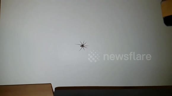 Shooting spider in slow motion - Buy, Sell or Upload Video Content with ...