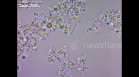 10 Min 2500x Zoom Bacteria In Yogurt Demonstration Video (HD Raw ...