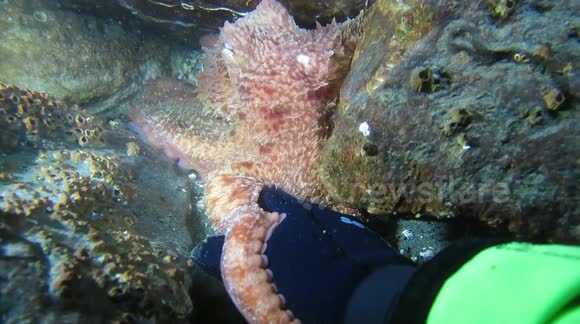 Giant octopus 'shakes hands' with diver off Washington coast - Buy ...