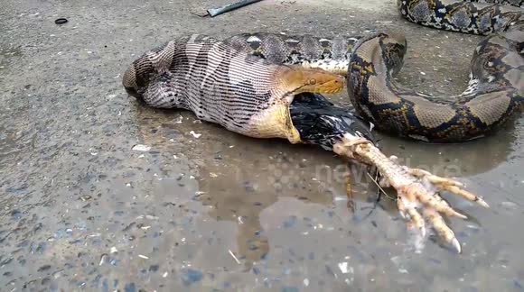 Massive python regurgitates farmer's rooster - Buy, Sell or Upload ...
