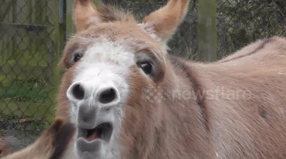 Miniature Donkey Makes Hilarious Sound - Buy, Sell or Upload Video ...