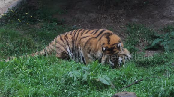 Tiger eats a whole chicken - Buy, Sell or Upload Video Content with ...