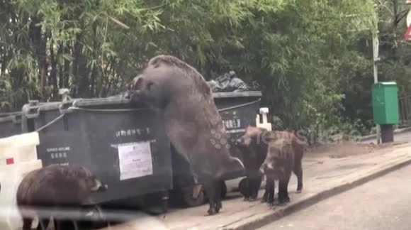 Giant "Hogzilla" wild boar spotted raiding dumpster in Hong Kong - Buy ...