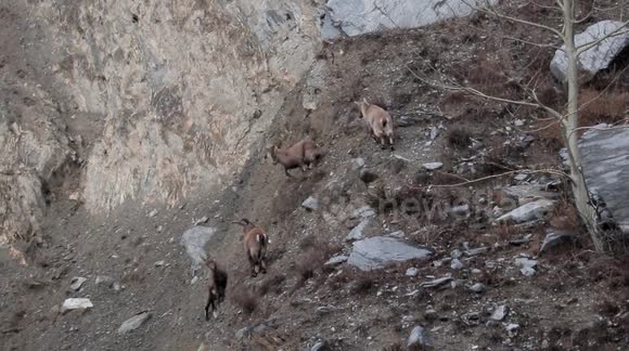 daredevil young alpine ibex running cliffs - Buy, Sell or Upload Video ...