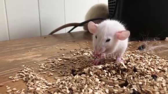 Adorable baby dumbo rat eating - Buy, Sell or Upload Video Content with ...