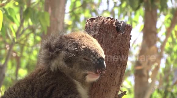 Koala snoozing head detail - Buy, Sell or Upload Video Content with ...