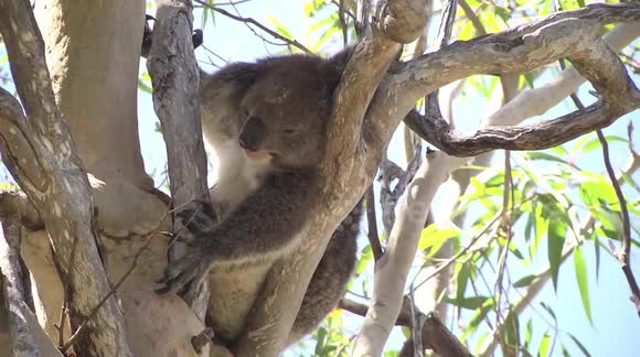 Koala snoozing in tree fork - Buy, Sell or Upload Video Content with ...