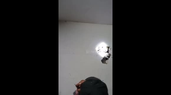 Massive python caught hiding inside living room wall - Buy, Sell or ...