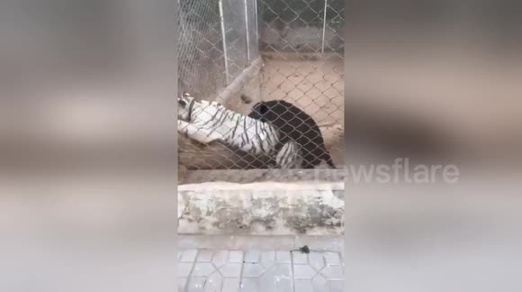 Bizarre moment dog humps white tiger in Pakistani zoo - Buy, Sell or ...