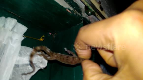 How to catch lizards with dual flash mobile phone lights - Buy, Sell or ...