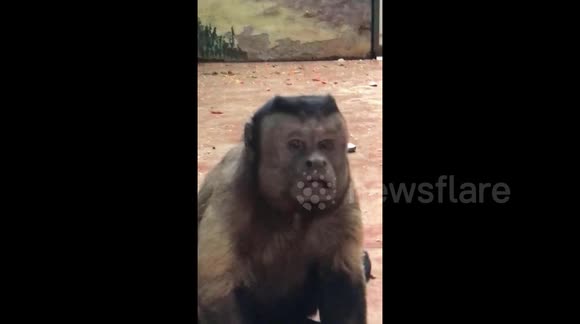 Strange monkey with a humanlike face breaks the internet - Buy, Sell or ...
