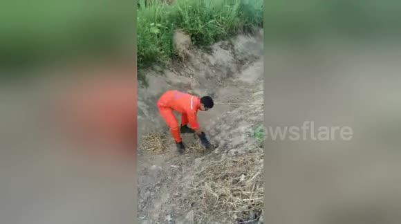 Snake catchers in tug of war with massive python - Buy, Sell or Upload ...