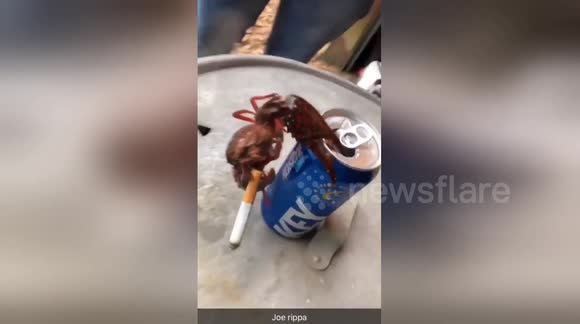 Crawfish goes viral for 'smoking' cigarette while holding onto beer can ...