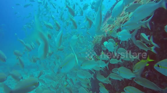 Brazil scuba dive reveals marine life thriving in shipwreck - Buy, Sell ...