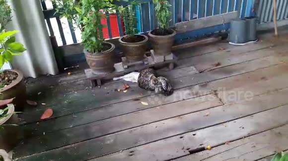 10ft long python caught strangling pet cat - Buy, Sell or Upload Video ...