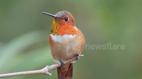 A male Rufous Hummingbird flashing its beautiful iridescent gorget ...