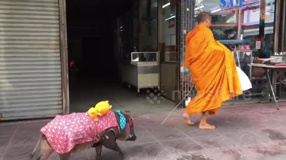 Thai monk takes pet pig for a walk - Buy, Sell or Upload Video Content ...