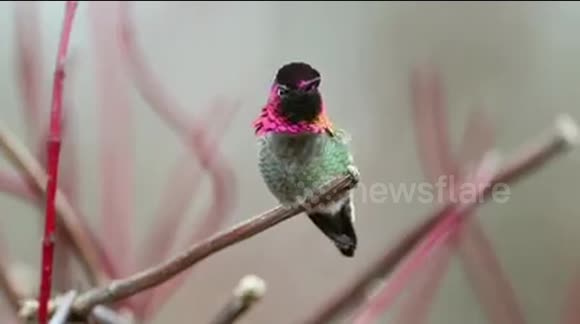 The bird's named Surakav..Cost 25 lakhs,,19 photographer took 62 days ...