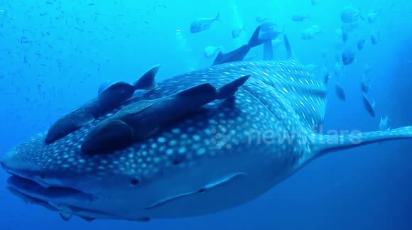 Diver gets whipped by huge whale shark in Thailand - Buy, Sell or ...