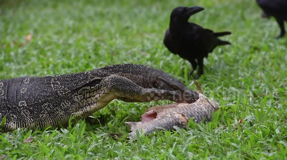 Monitor lizard devours fish as crows try to get a piece - Buy, Sell or ...