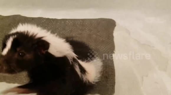 Skunk bathing and swimming - Buy, Sell or Upload Video Content with ...