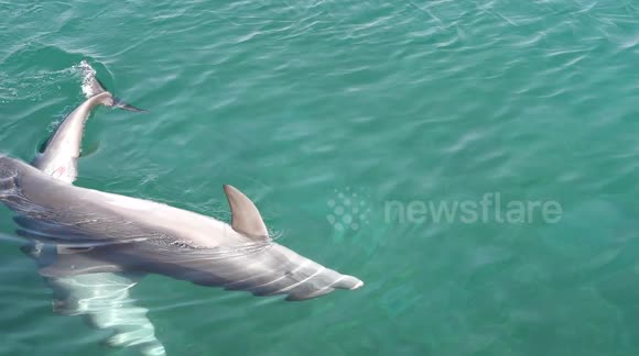 Dolphins Mating - Buy, Sell or Upload Video Content with Newsflare