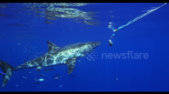 Shark Eats Tuna - Buy, Sell or Upload Video Content with Newsflare