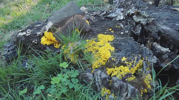 Slime mold time lapse. Myxamoeba: Giant amoeba engulfs rock: Version-1 ...