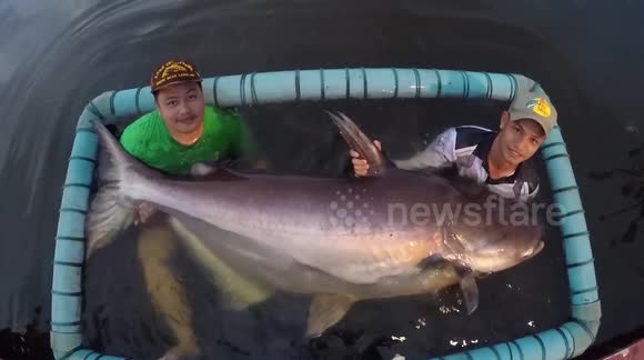 Moment man reels in massive catfish dubbed 'Muhammad Ali' in Thailand ...