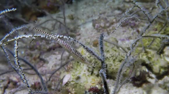 Banded Tozeuma Shrimp (Tozeuma armatum; 0.1 m) on Black Coral fronds ...