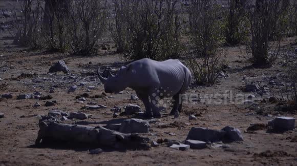 Rhino shower! - Buy, Sell or Upload Video Content with Newsflare