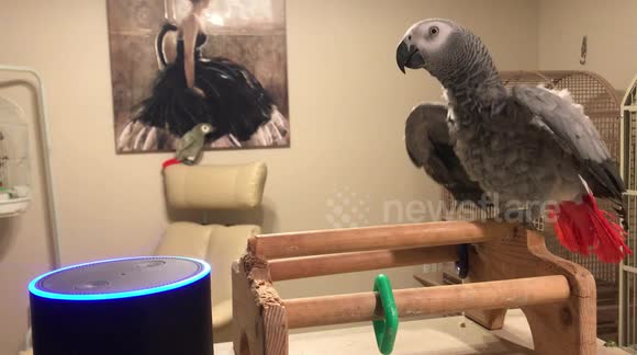 See how a clever parrot got Alexa to play a song by the White Stripes ...
