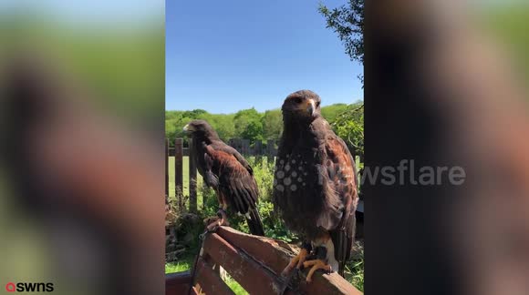 Love-sick hawk finally returns home a week after falling out with his ...