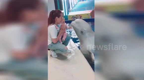 Baby cries after being kissed by beluga whale - Buy, Sell or Upload ...
