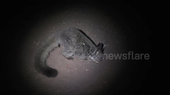 Cute! A Greater Galago or Thick-tailed Bushbaby on the ground at night ...
