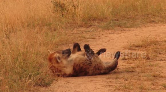 Hyena performs hilarious back scratch move in the middle of road - Buy ...