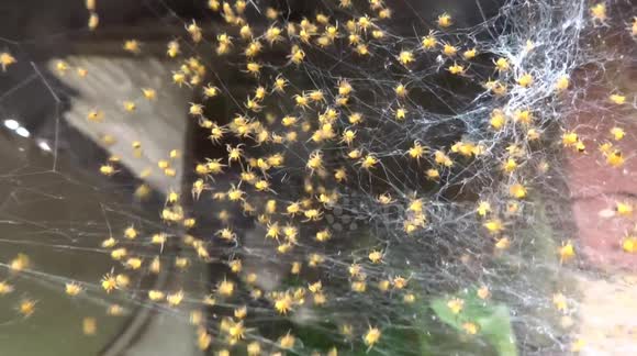 Swarm of baby spiders - Buy, Sell or Upload Video Content with Newsflare