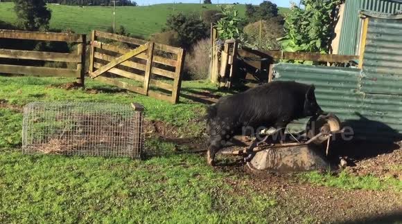 Love affair between a pig and a wheelbarrow - Buy, Sell or Upload Video ...