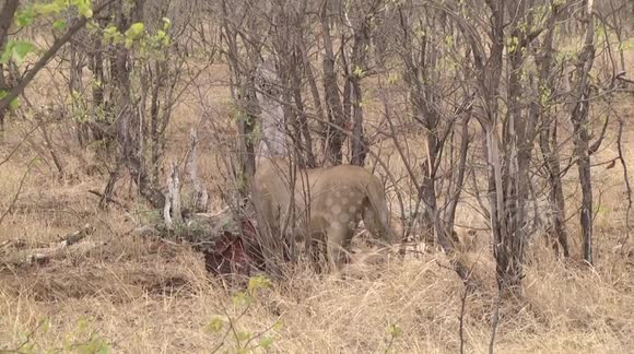A Lioness gnawing on the remains of a Zebra rib cage - Buy, Sell or ...