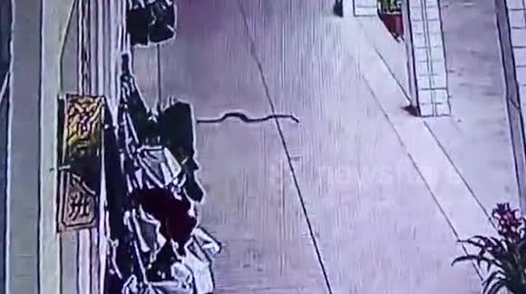 Moment students panic as one-metre-long snake sneaks into classroom ...