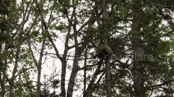 Porcupine crying like a baby in a tree - Buy, Sell or Upload Video ...