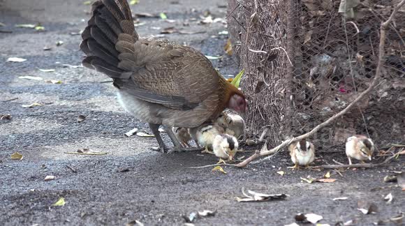 Mother hen and her chickens take a nap. - Buy, Sell or Upload Video ...
