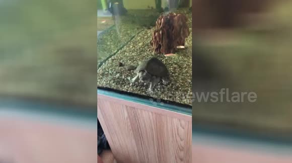 It's uncanny! Turtle mimics man's actions - Buy, Sell or Upload Video ...