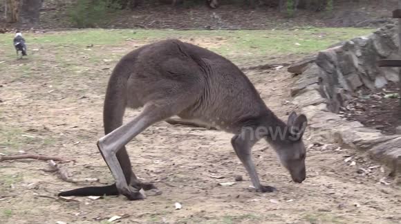 Look! Two Kangaroos walking with five legs! - Buy, Sell or Upload Video ...