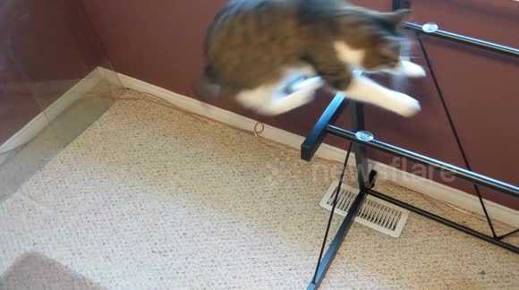 Cat jumps onto table with top removed and falls right through - Buy ...