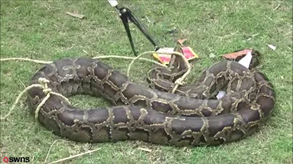 This is the moment wildlife ranger was almost crushed by a 30ft python ...