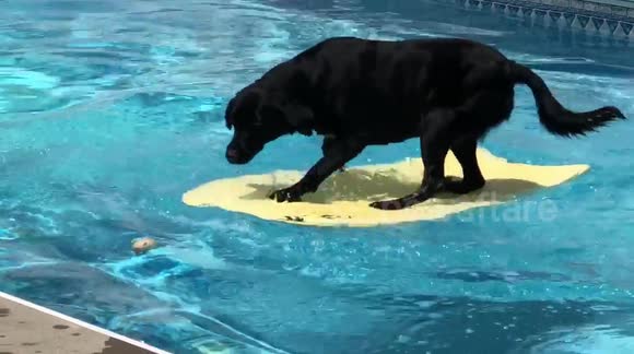 Clever dog crosses pool using bodyboard - Buy, Sell or Upload Video ...