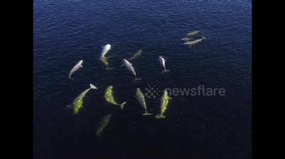 Breathtaking footage of Beluga pod spotted in Russia - Buy, Sell or ...
